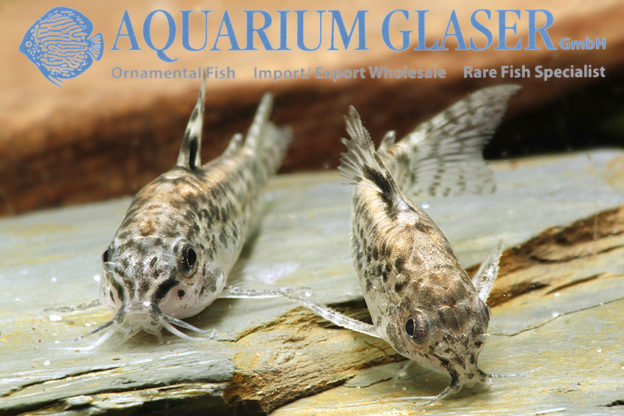 Aspidoras pauciradiatus - Aquarium Glaser GmbH