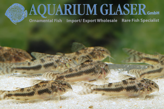 Aspidoras raimundi "Ceará" - Aquarium Glaser GmbH