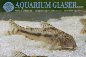 Aspidoras raimundi "Ceará" - Aquarium Glaser GmbH
