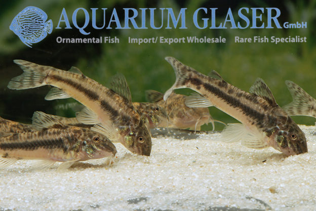 Aspidoras raimundi "Ceará" - Aquarium Glaser GmbH