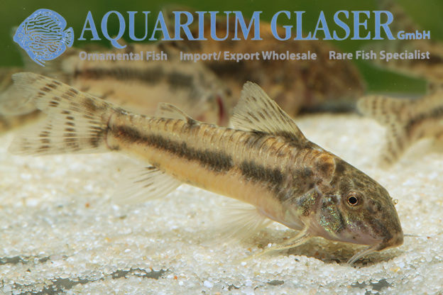Aspidoras raimundi "Ceará" - Aquarium Glaser GmbH