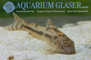 Aspidoras raimundi "Ceará" - Aquarium Glaser GmbH
