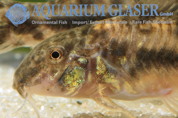 Aspidoras raimundi "Ceará" - Aquarium Glaser GmbH