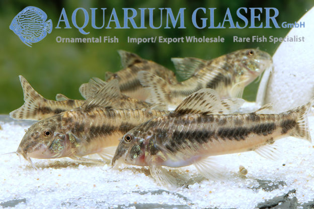 Aspidoras raimundi "Ceará" - Aquarium Glaser GmbH