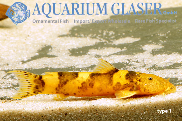 Astroblepus from Colombia - Aquarium Glaser GmbH