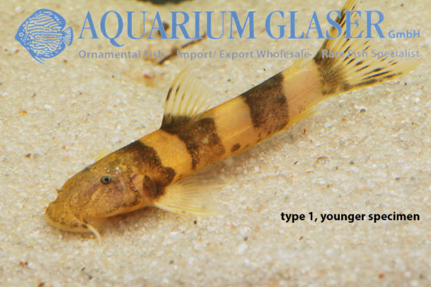 Astroblepus from Colombia - Aquarium Glaser GmbH