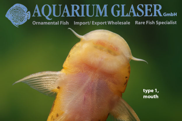 Astroblepus from Colombia - Aquarium Glaser GmbH
