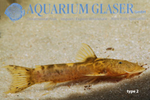 Astroblepus from Colombia - Aquarium Glaser GmbH