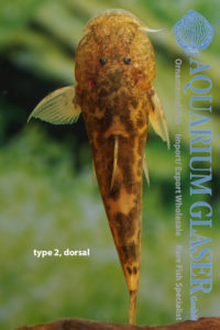 Astroblepus from Colombia - Aquarium Glaser GmbH