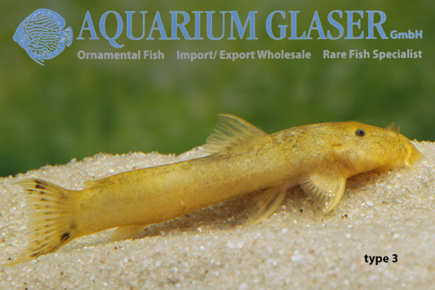 Astroblepus from Colombia - Aquarium Glaser GmbH