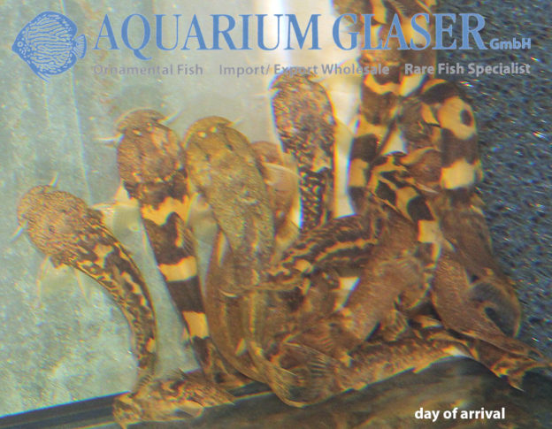 Astroblepus from Colombia - Aquarium Glaser GmbH