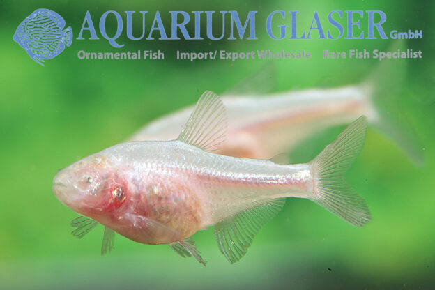 Fish Archive - Aquarium Glaser GmbH