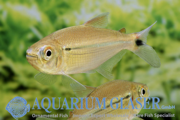 Jupiaba - Aquarium Glaser GmbH