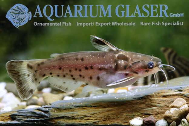 Auchenipterichthys punctatus - Aquarium Glaser GmbH
