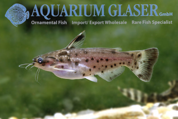 Auchenipterichthys punctatus - Aquarium Glaser GmbH