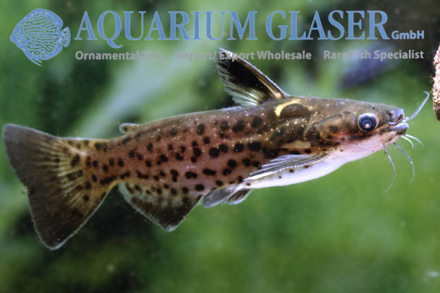 Auchenipterichthys punctatus - Aquarium Glaser GmbH