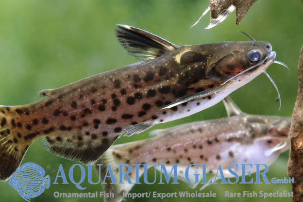 Auchenipterichthys punctatus - Aquarium Glaser GmbH