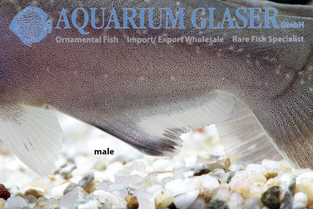 Auchenipterichthys coracoideus (formerly: A. thoracatus) - Aquarium ...