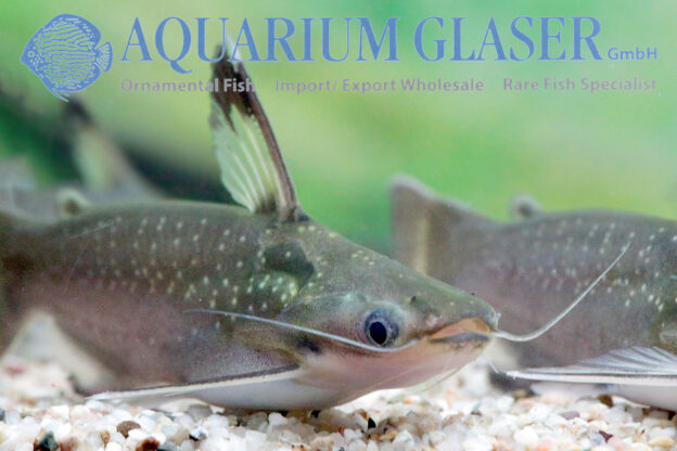 Auchenipterichthys coracoideus (formerly: A. thoracatus) - Aquarium ...