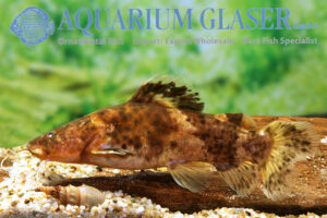 Batrochoglanis sp. I - Aquarium Glaser GmbH