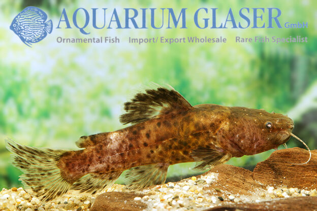 Batrochoglanis sp. I - Aquarium Glaser GmbH