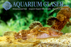 Batrochoglanis sp. I - Aquarium Glaser GmbH