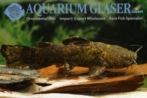 10c. Catfishes: remaining catfish from South America - Aquarium Glaser GmbH