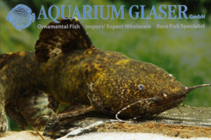 10c. Catfishes: remaining catfish from South America - Aquarium Glaser GmbH