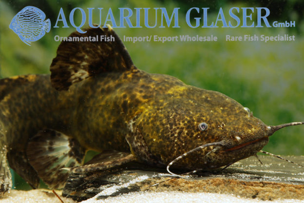 Batrochoglanis villosus - Aquarium Glaser GmbH