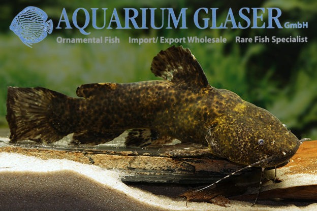 10c. Catfishes: remaining catfish from South America - Aquarium Glaser GmbH