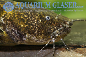 10c. Catfishes: remaining catfish from South America - Aquarium Glaser GmbH