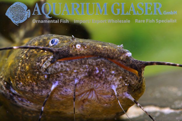 Batrochoglanis villosus - Aquarium Glaser GmbH