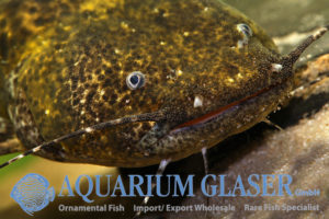 10c. Catfishes: remaining catfish from South America - Aquarium Glaser GmbH