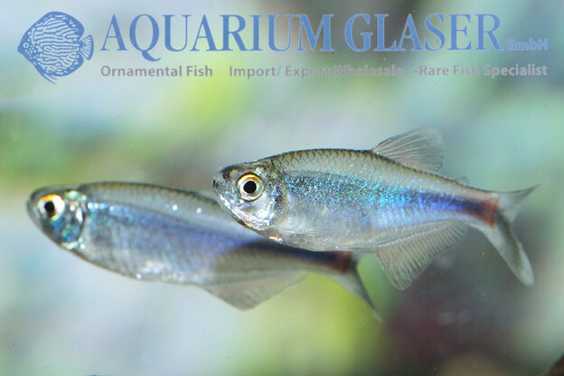 Knodus borki (previously incorrectly identified as Boehlkea fredcochui ...