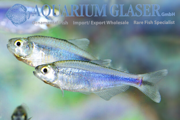 Knodus borki (previously incorrectly identified as Boehlkea fredcochui ...