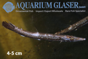 Boulengerella cuvieri - Aquarium Glaser GmbH