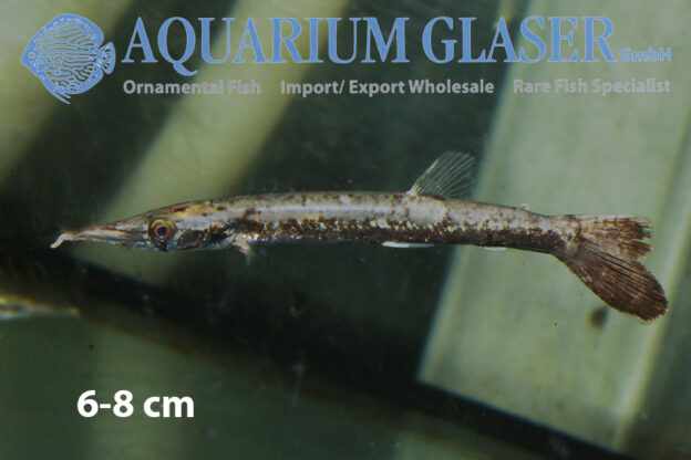 Boulengerella cuvieri - Aquarium Glaser GmbH