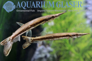 Boulengerella cuvieri - Aquarium Glaser GmbH