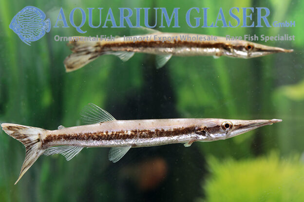 Boulengerella cuvieri - Aquarium Glaser GmbH
