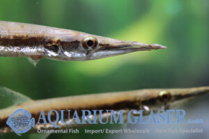 Boulengerella cuvieri - Aquarium Glaser GmbH