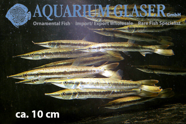 Boulengerella cuvieri - Aquarium Glaser GmbH