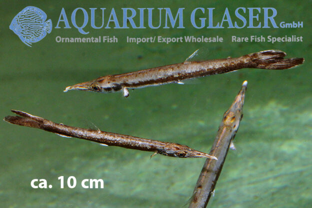 Boulengerella cuvieri - Aquarium Glaser GmbH