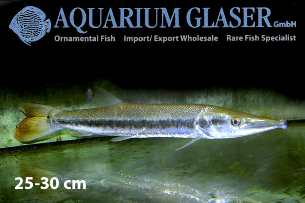 Boulengerella cuvieri - Aquarium Glaser GmbH