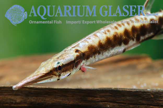 Boulengerella maculata - Aquarium Glaser GmbH