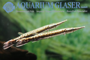 Boulengerella maculata - Aquarium Glaser GmbH