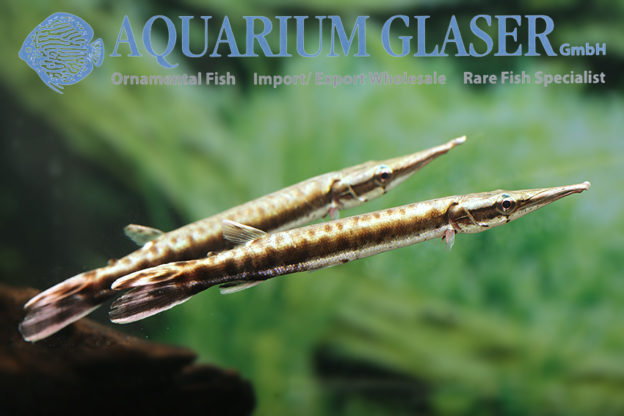 Boulengerella maculata - Aquarium Glaser GmbH