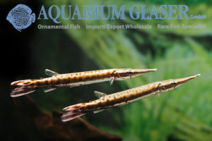 Boulengerella maculata - Aquarium Glaser GmbH