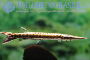 Boulengerella maculata - Aquarium Glaser GmbH