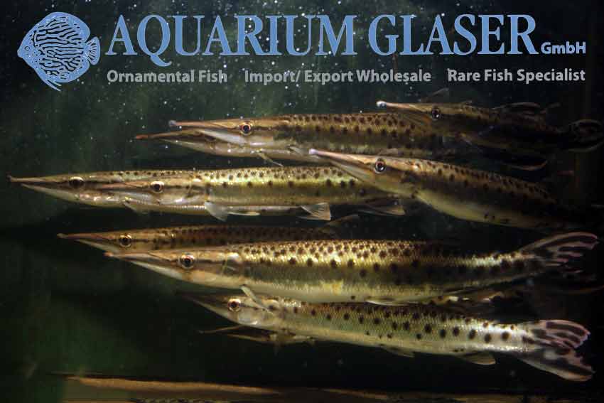 Boulengerella maculata - Aquarium Glaser GmbH