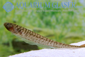 11. Gymnotiformes: Knifefishes of the New World - Aquarium Glaser GmbH